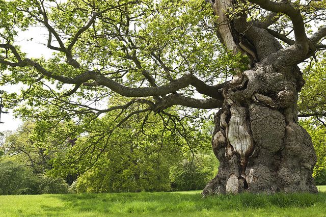 Oak trees kings of biodiversity One Earth